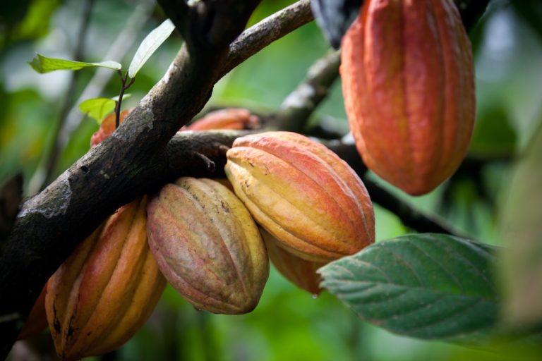 Developing Disease-Resistant Cocoa Plant Varieties - Cocoa Nusa