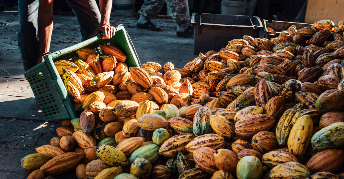 The Influence of Global Demand on Cocoa Market Trends: A Promising ...