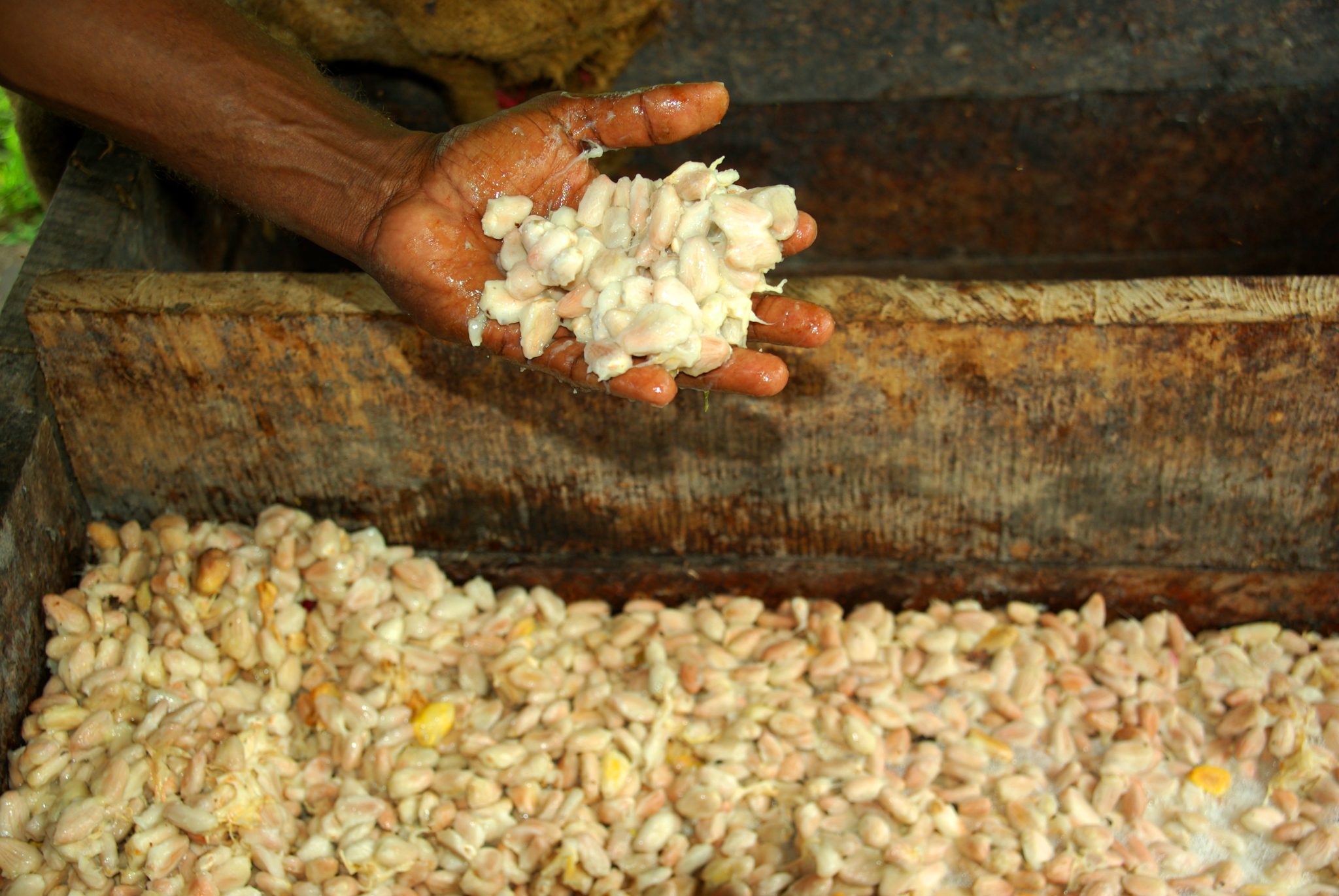 Innovations in Cocoa Fermentation for Better Flavor Profiles - CocoaNusa