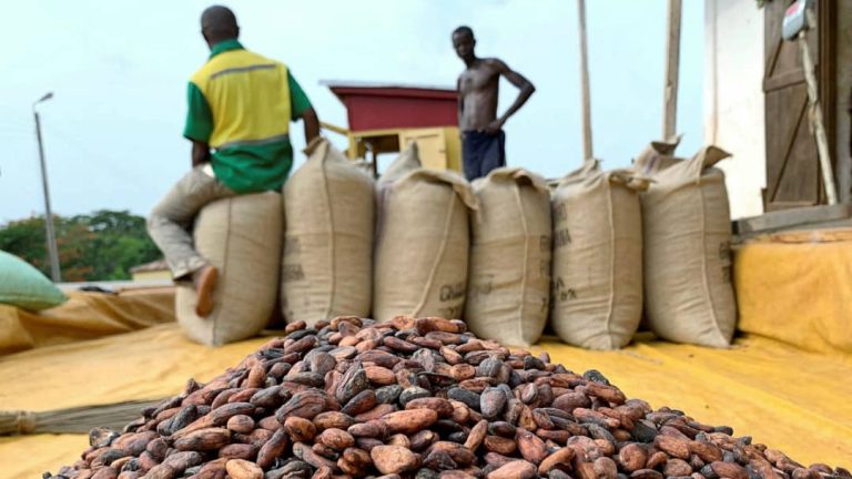 Precision-Fermented Cocoa Flavors – How to Crafting a Rich Indulgence ...